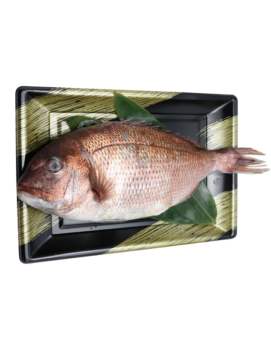 Fresh Madai (2.5–3kg) – Himawari Shoten