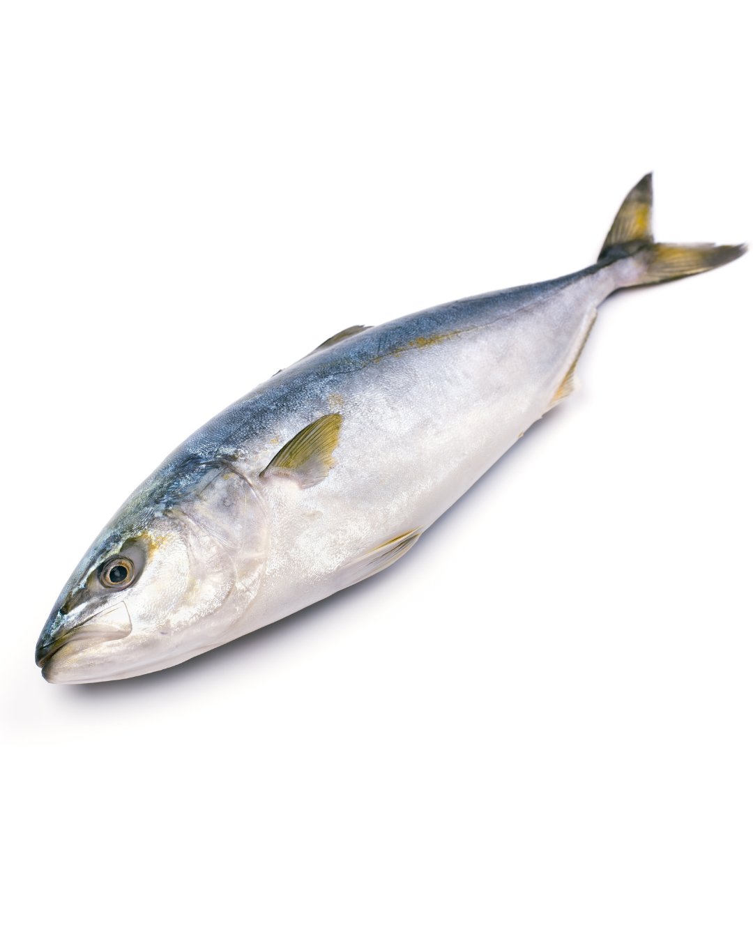 Fresh Hamachi Whole – 1 No (Estimated 3.8–4.2kg) – Himawari Shoten