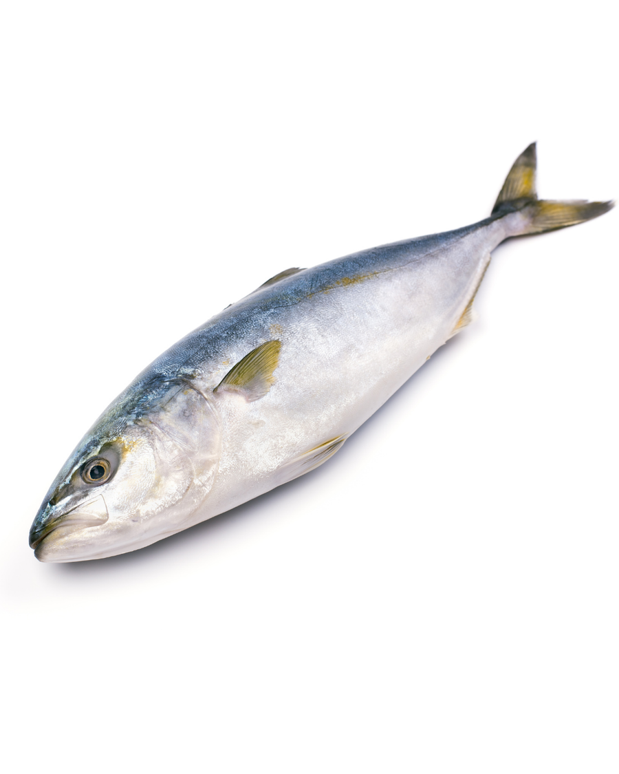 Fresh Hamachi Whole (はまち・丸) – Japanese Yellowtail – Himawari Shoten
